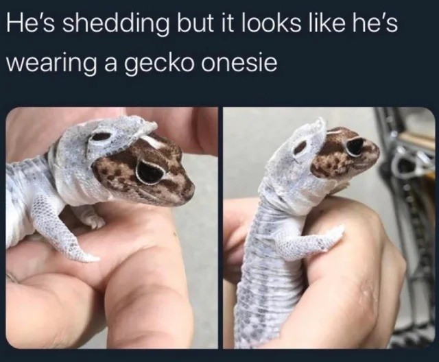 Gecko