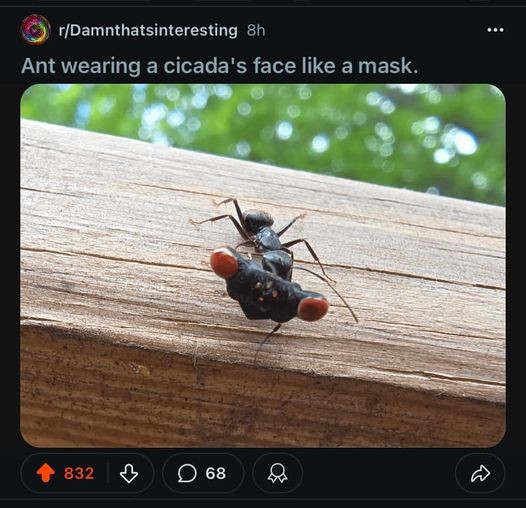 meek picturesque charcoal